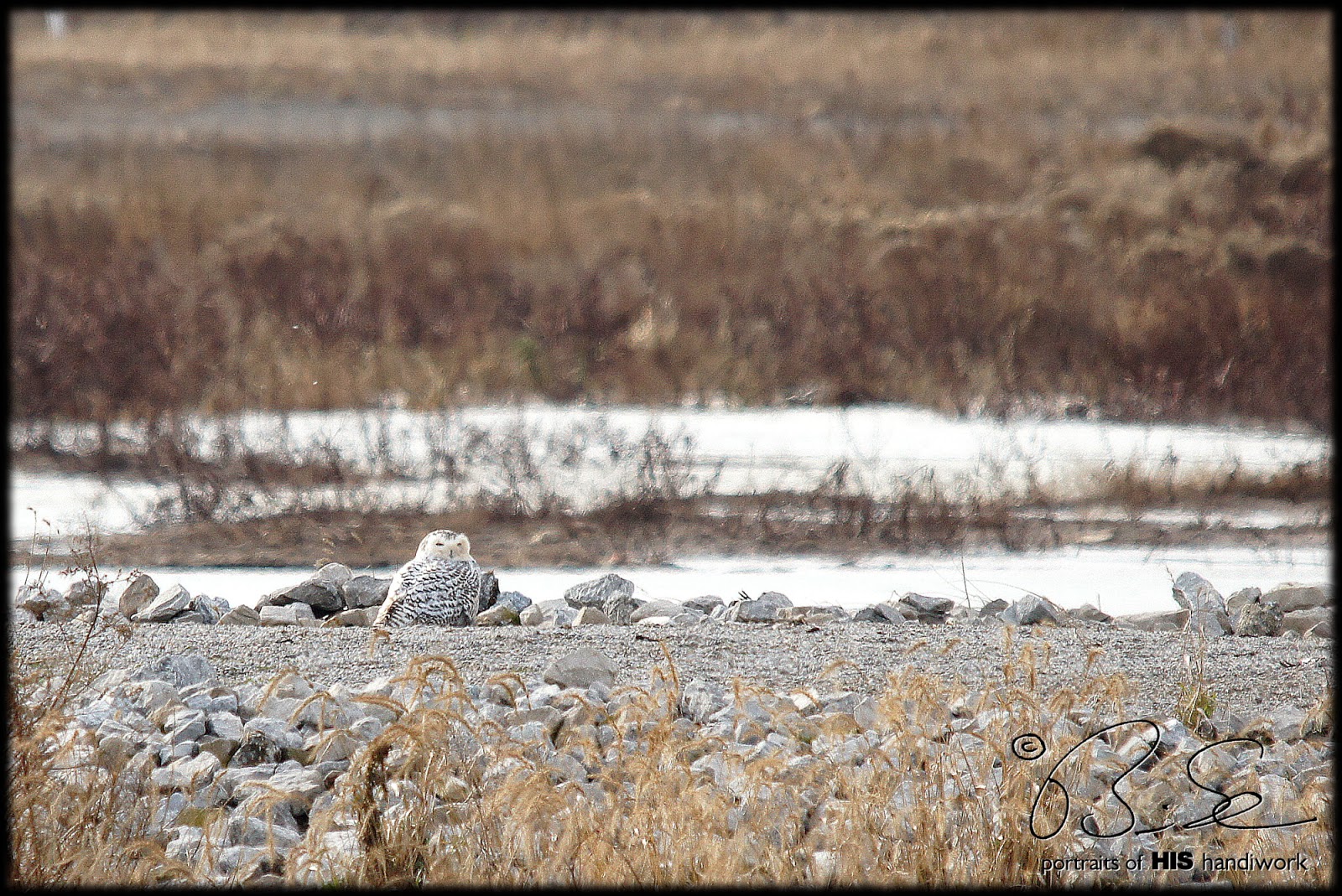 portraits of HIS handiwork: 2013 - Another Snowy Owl Irruption Year?