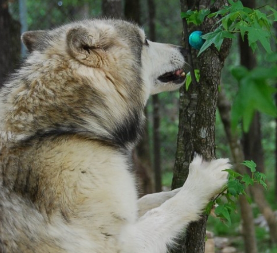 White Wolf : Celebrate Easter Egg Hunt With Amazing Wolves