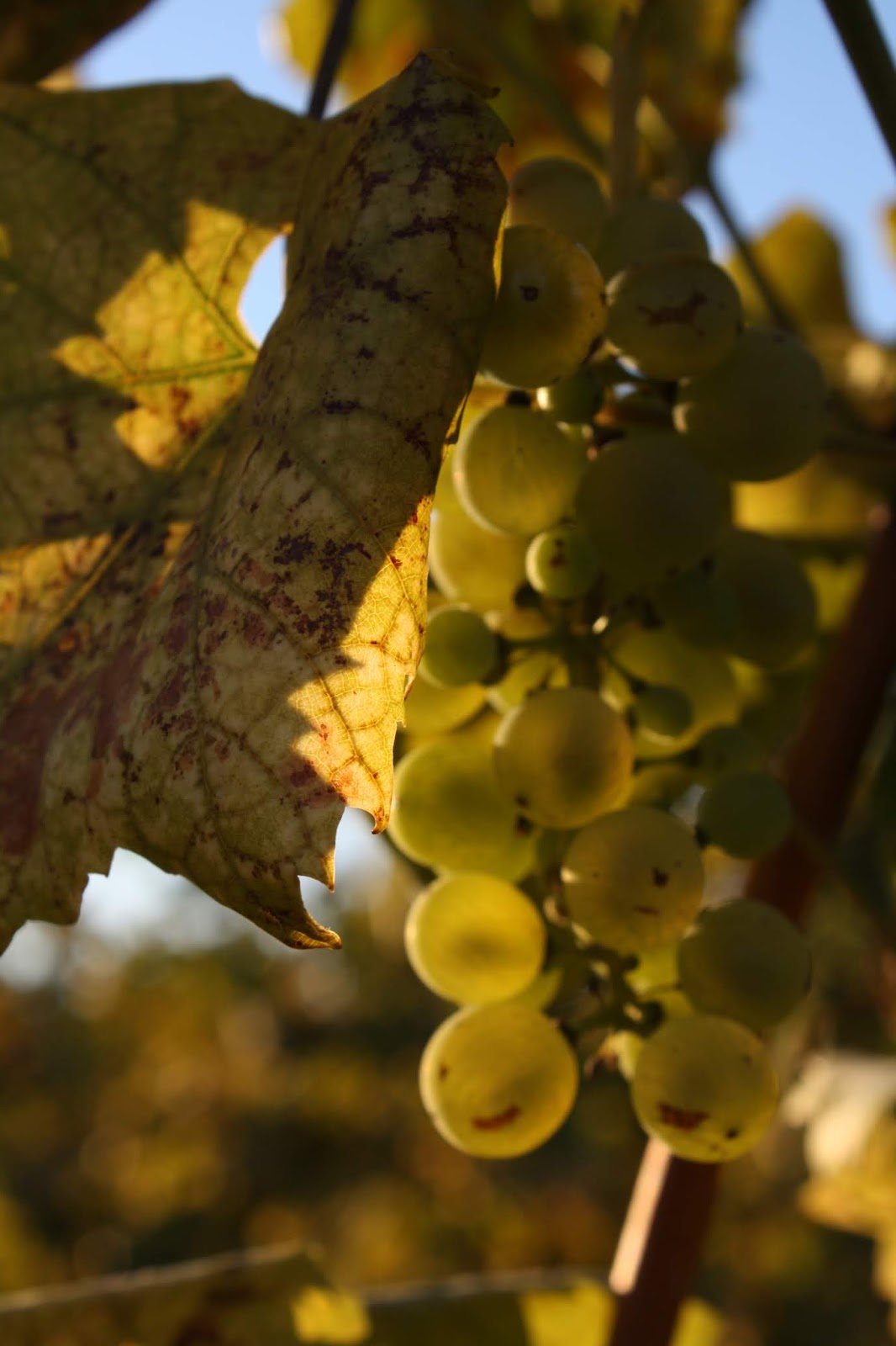 Sturm and Maroni- Tis the Season