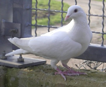 حكايات و بنعيشها: يـــــــــــــــارب ................. بقلمى انا