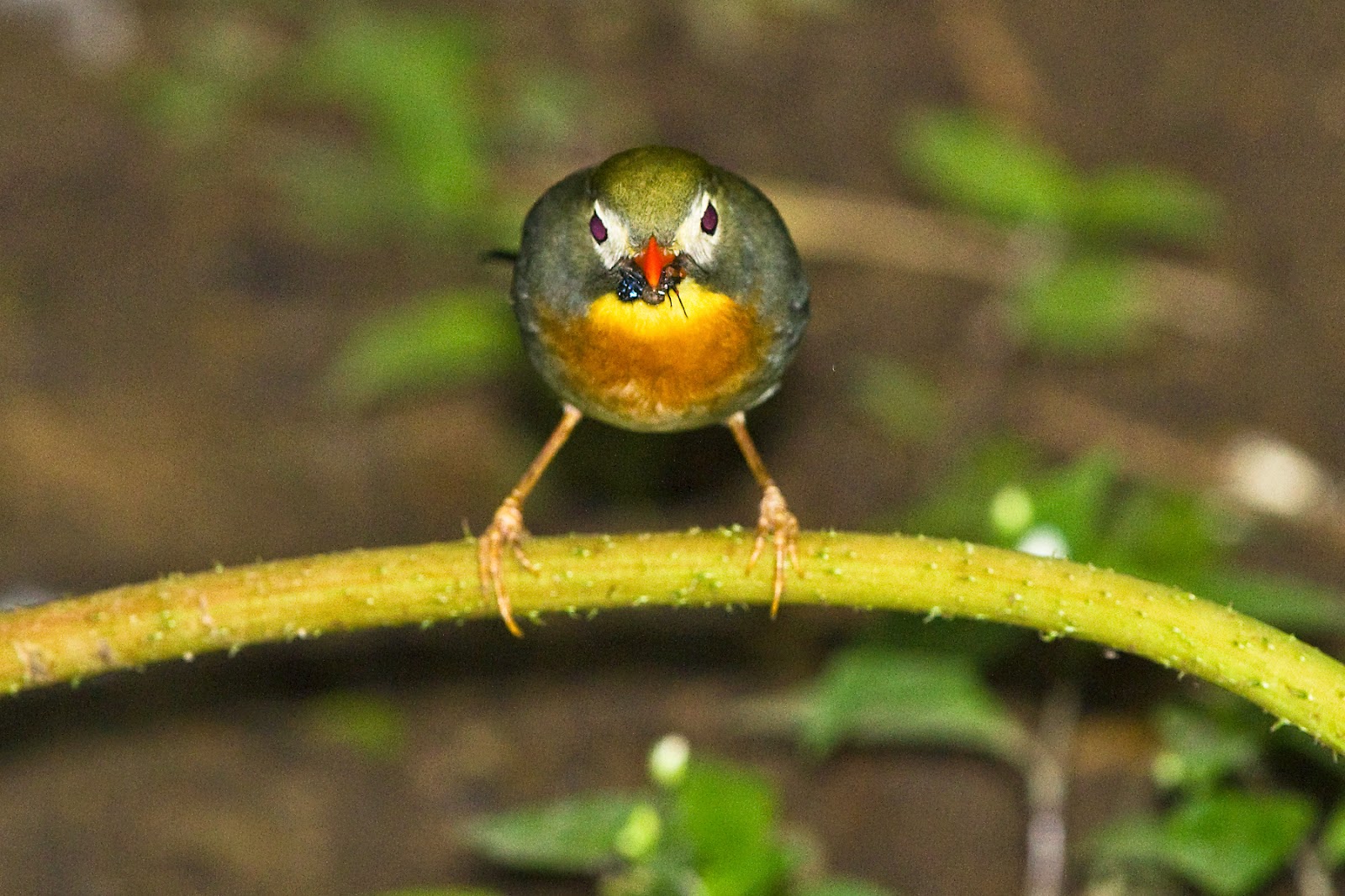PETER'S PORTFOLIO..............Bird & Wildlife Photography: Pekin Robin ...