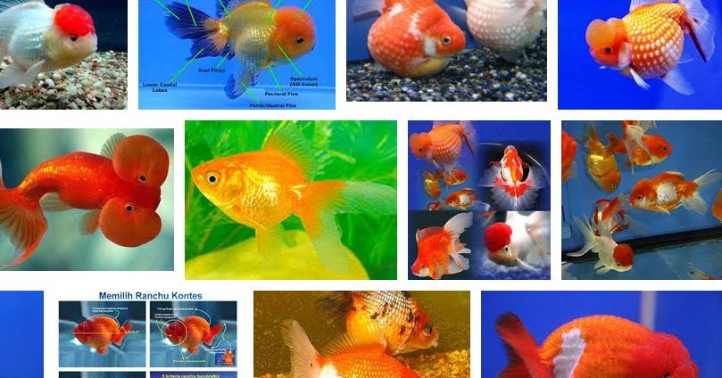 Cara Merawat Ikan Mas Koki Mutiara Agar cepat Besar Terbaru 2020 ...