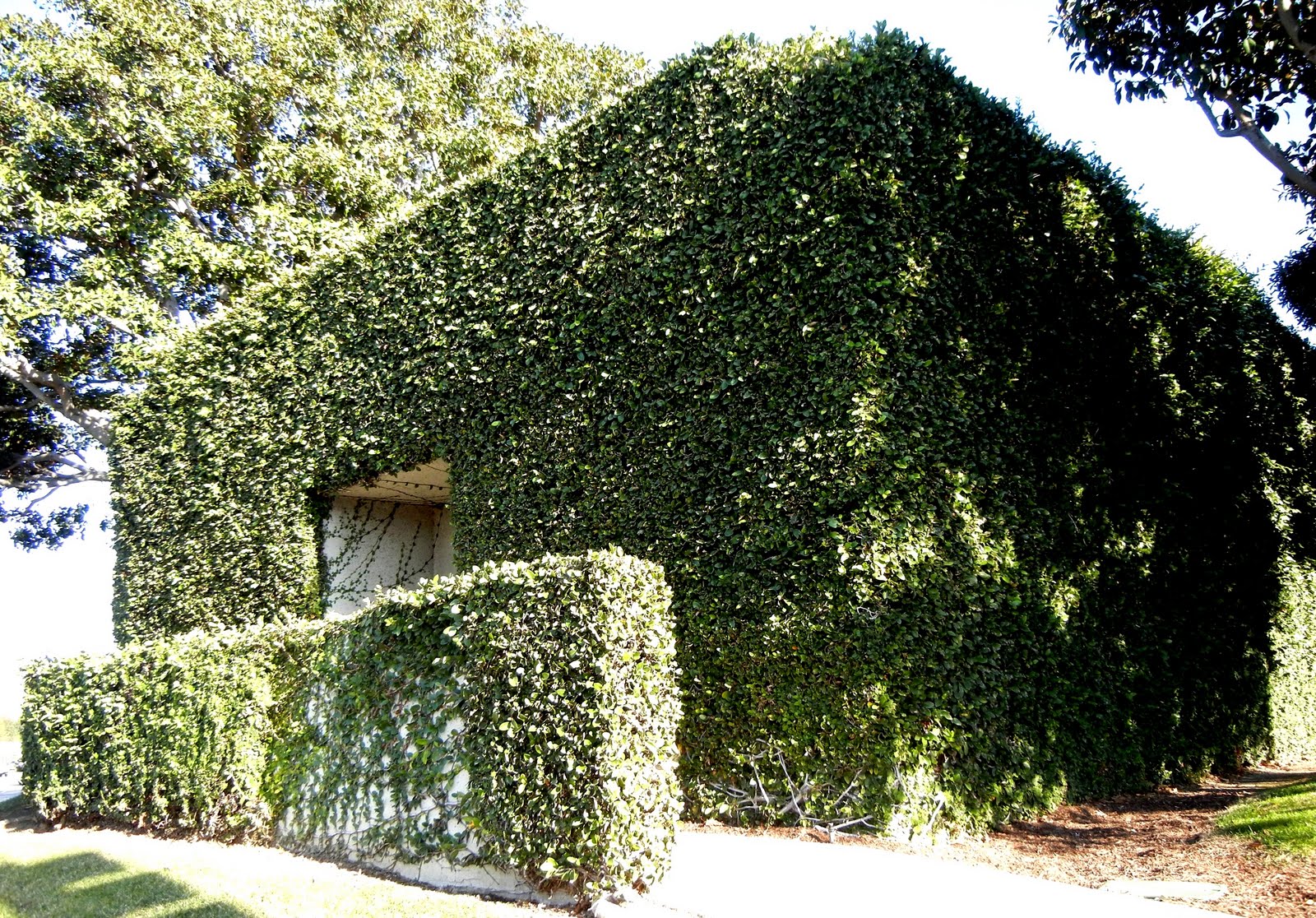 A photo, A thought............: Observation: Creeping fig-draped ...