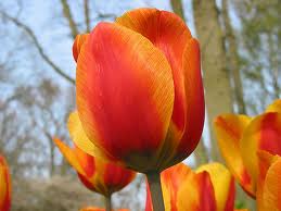 Biología y Geología 1º BACH