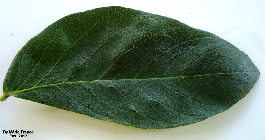Meu Cantinho Verde: PAU-FAVA, ALELUIA - ( Senna macranthera )