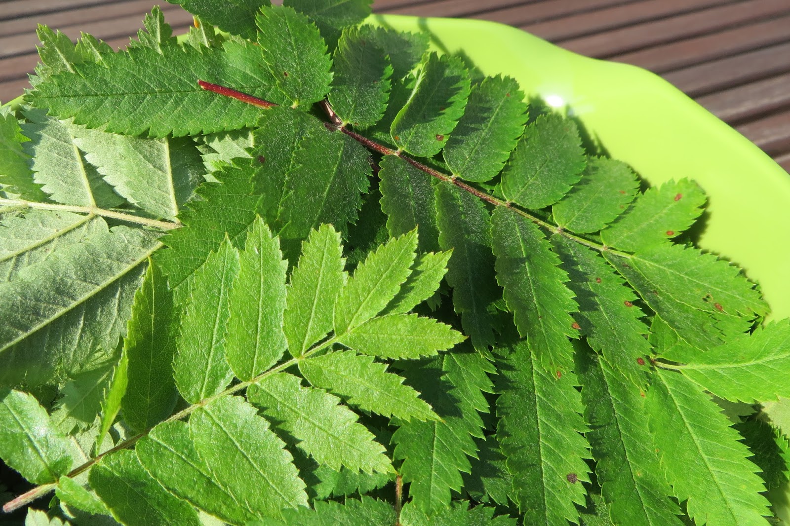 A's ALMANAKK: Fargesprakende...