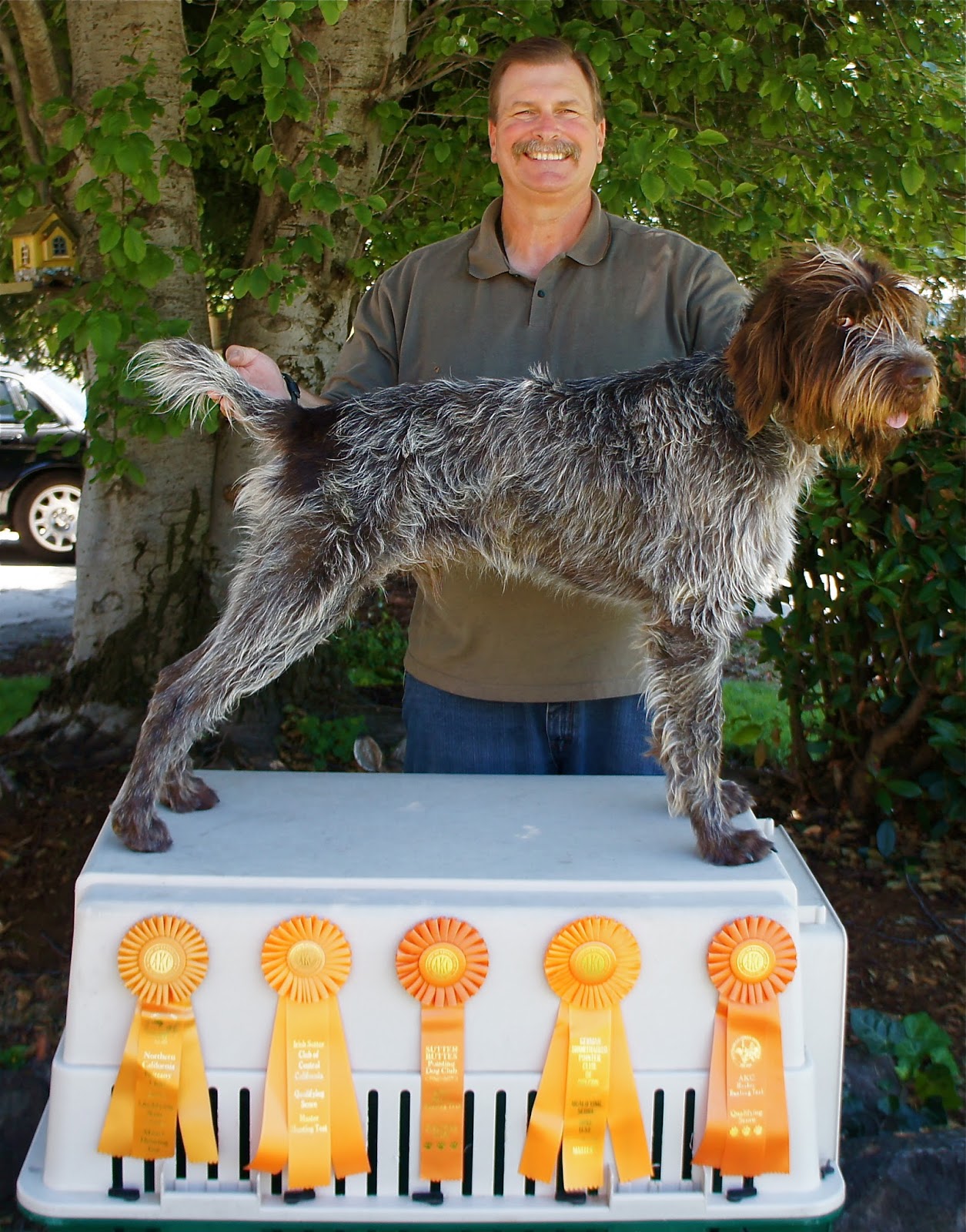 Stone Mountain Gun Dogs: AKC Hunt Test at Sauvie Island, Oregon