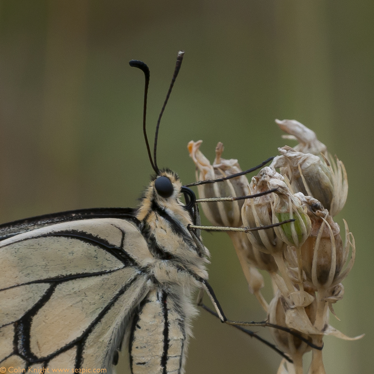 Postcards from Sussex: European Swallowtail in East Sussex