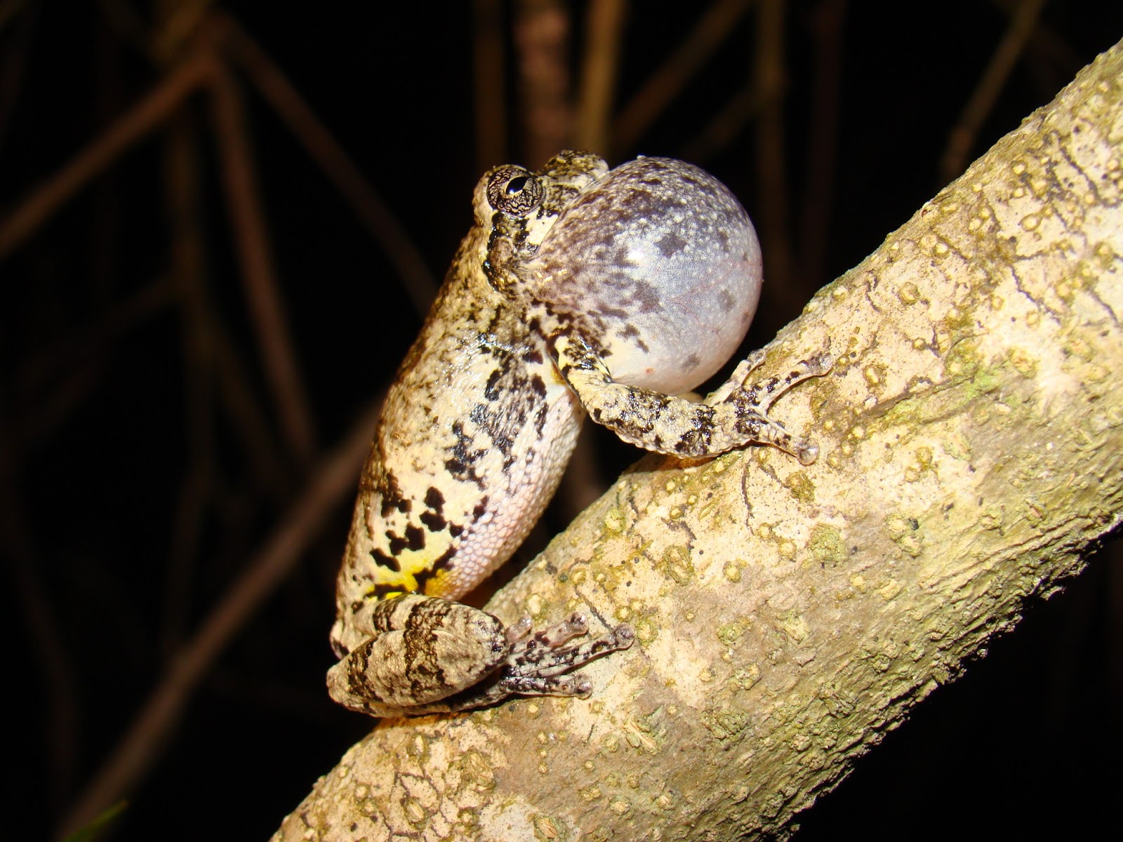 Earth and Space News: Cope's Gray Treefrog Habitats: Chirpy, Squeaky ...