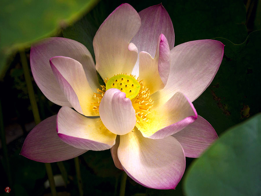 FROM THE GARDEN OF ZEN: A sacred lotus flower in Kencho-ji