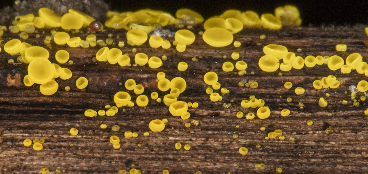What Does a Fungus Look Like? | Naturally