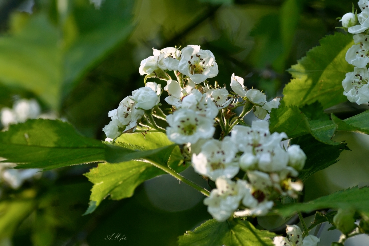 AM Fotod: Viirpuu (Crataegus) - Aasta puu 2017