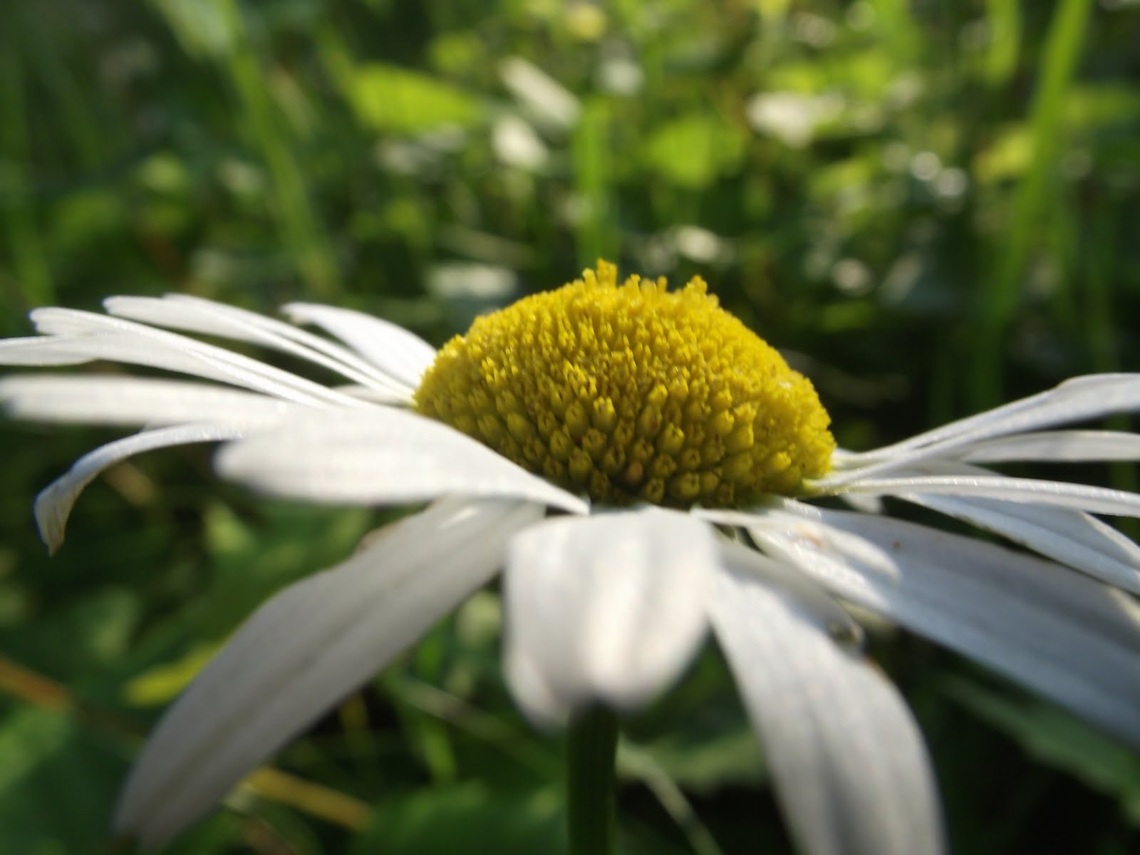 Ambiguous Photography: Nature Walk