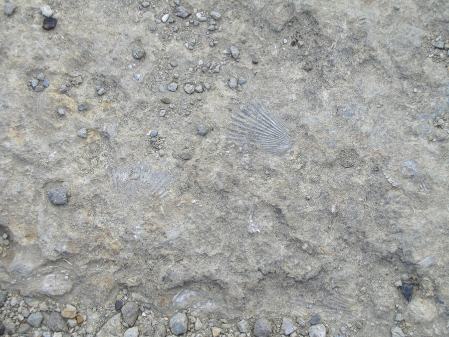 Fossils: Fossils That Look Like Shells