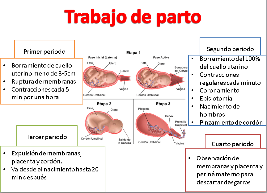 Carolina Checa: Trabajo de Parto