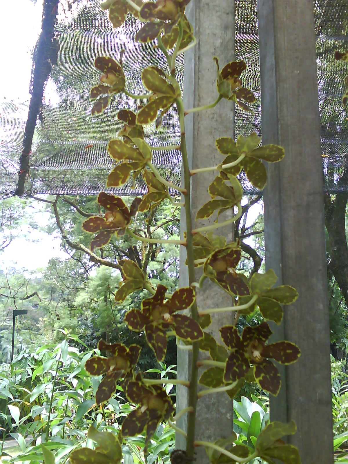 Garden Chronicles of James David: Leopard Orchid ( Grammatophyllum ...