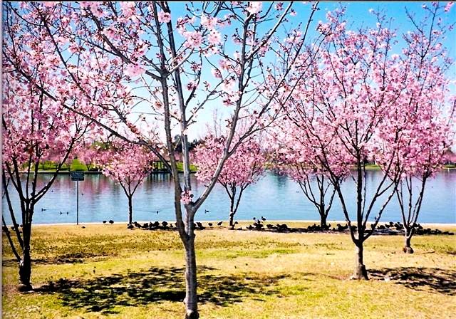 SEPHIRAT HA OMER: BLOSSOMING CHERRY TREES - day 5 HOD sh b'CHESED