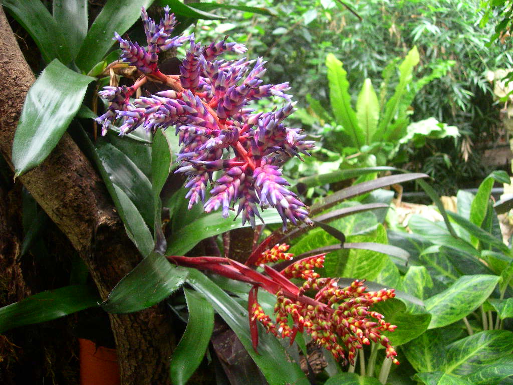 Search Results Rainforest Plants
