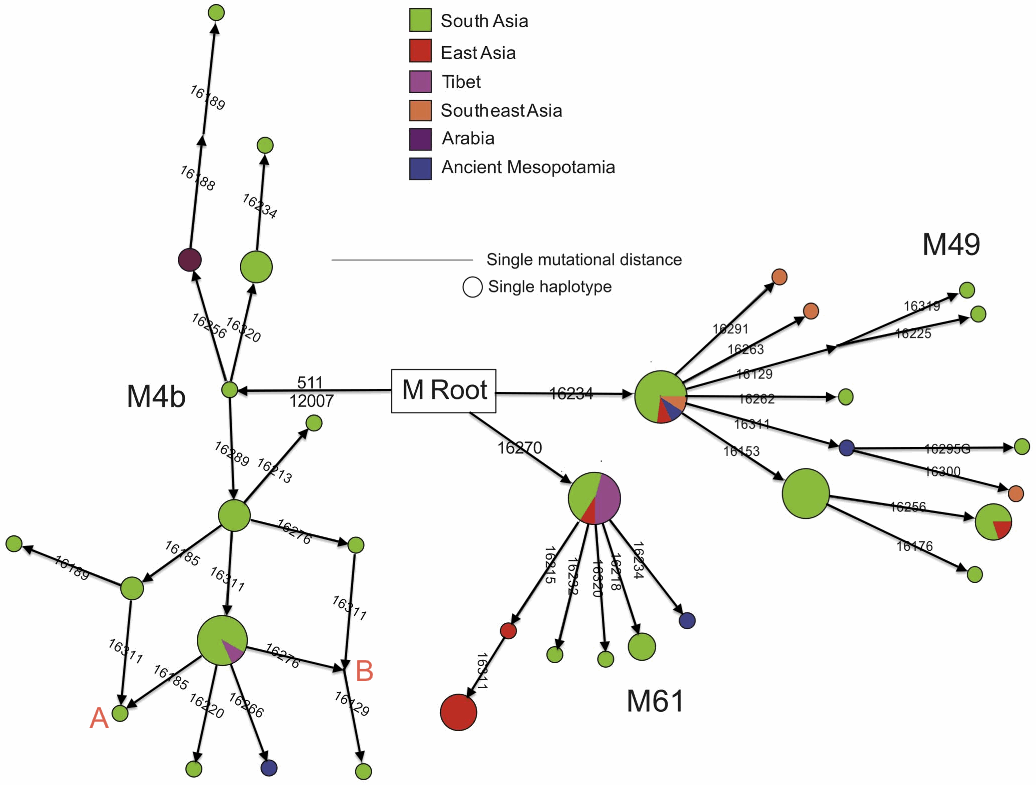 The Genealogical World of Phylogenetic Networks: How do we interpret a ...