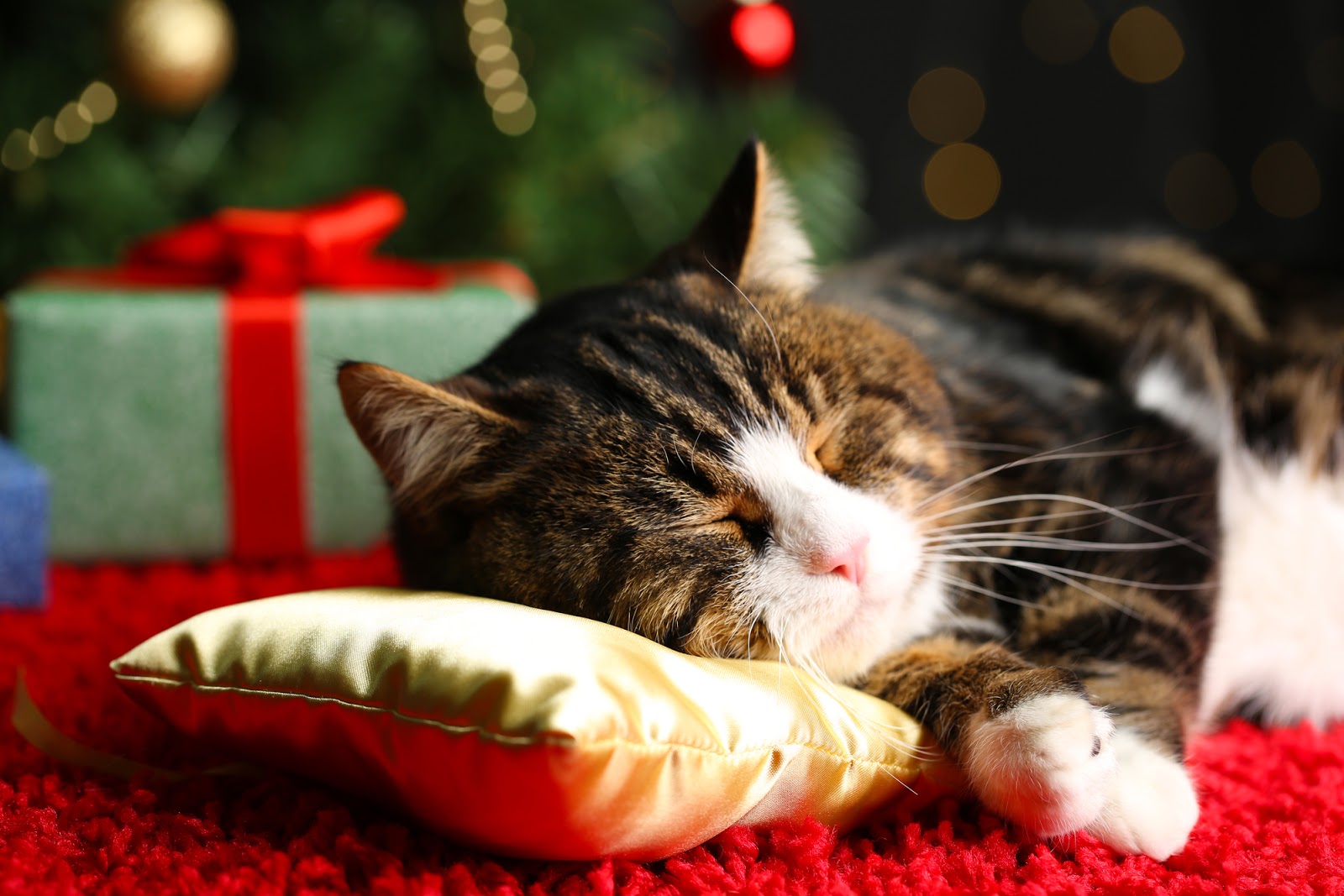 Lola The Rescued Cat: Christmas Is Coming! 6 Tips To Cat Proof Your ...