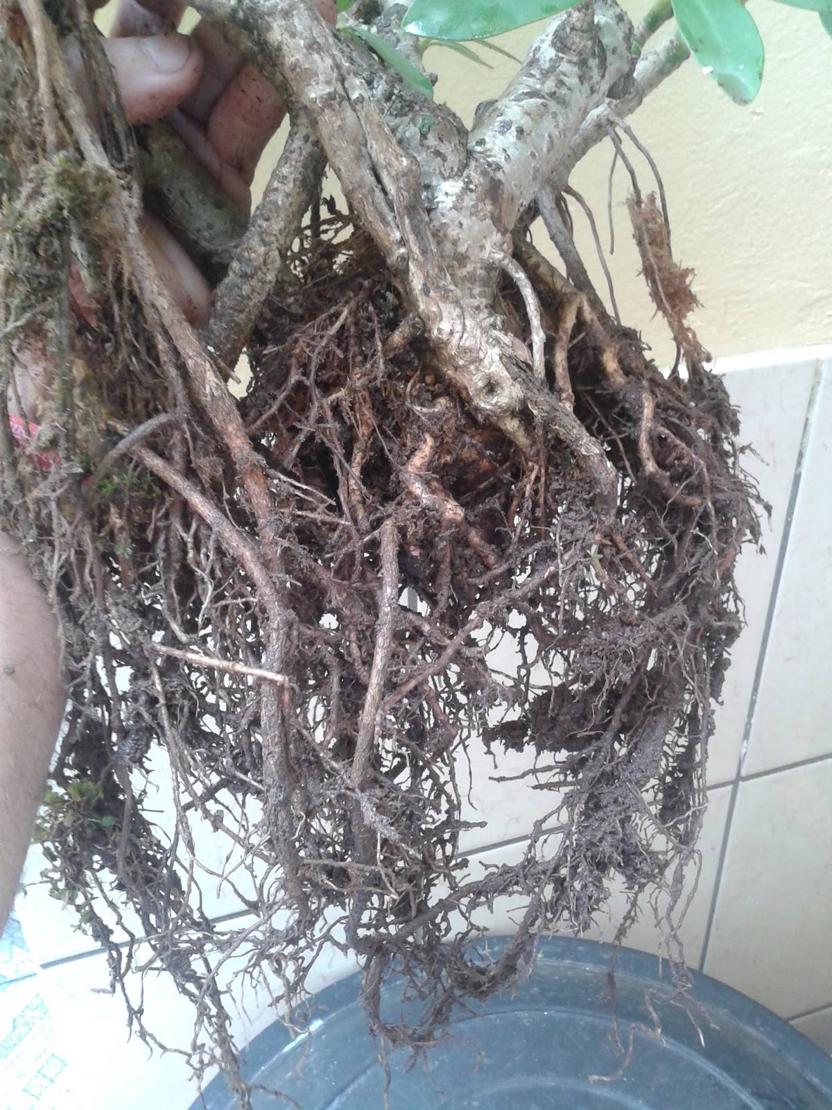 Kings Bonsai: COMO ESTIMULAR A FORMAÇÃO DE RAÍZES AÉREAS - SCHEFFLERA