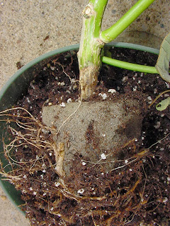 UK - Diseases of Fruit Crops & Ornamentals: Recurring Pythium in the ...