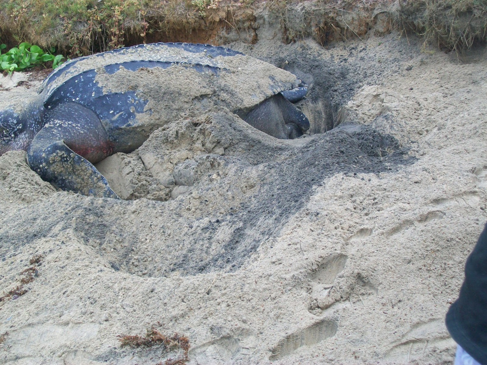 Prensa Antolin Del Campo : (+GALERÍA DE FOTOS) Impresionante tortuga ...