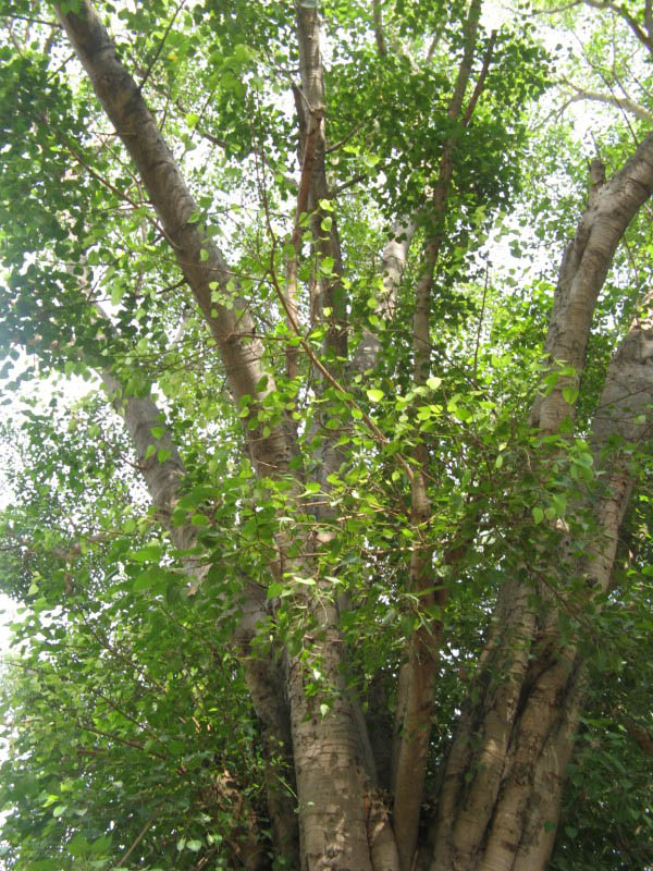 Herbalkart | The Online Herbal Store: Peepal - Arasamaram