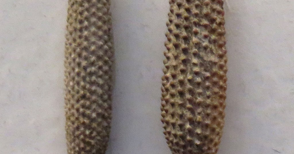 Louisville Fossils and Beyond: Paracidaris florigemma Spine Fossils