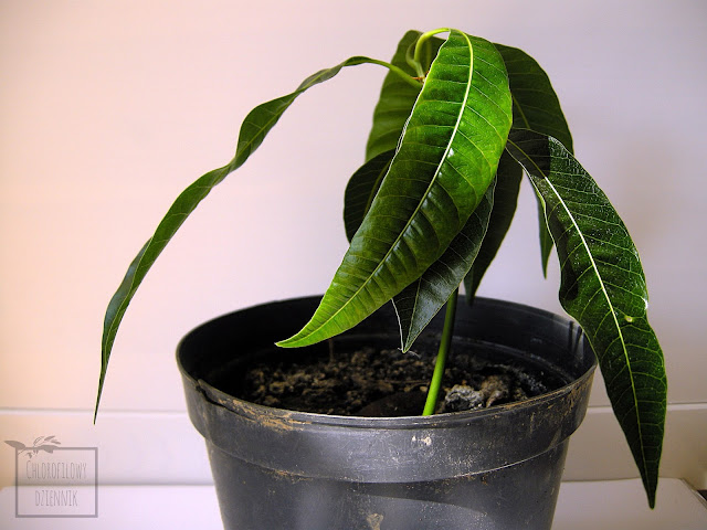 Mango - opis i uprawa