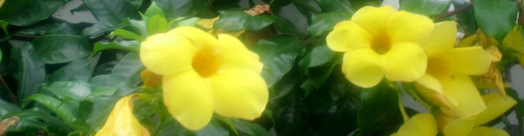 Ecuador - behind the walls: The national flower of Ecuador is the Rose