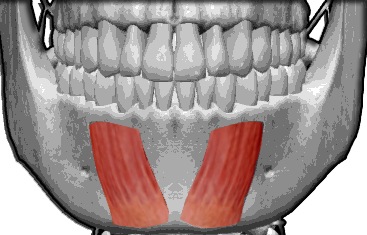 musculos mentonianos