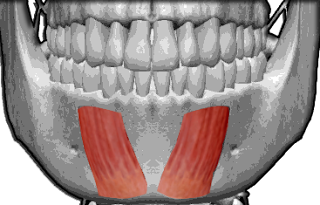 musculos mentonianos