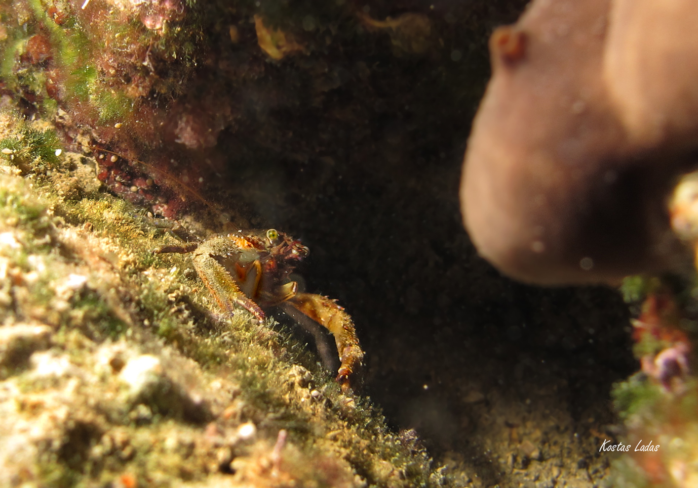 Kostas Ladas photography: Κατάδυση στον Λιμνιώνα Καλάμου