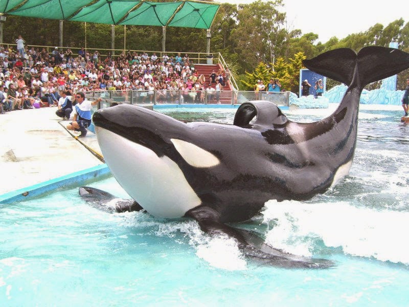 According to Nemo: Why Does a Killer Whales (Orcas) Dorsal Fin Collapse?