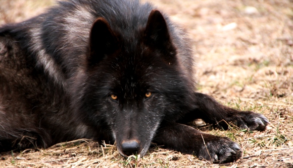 White Wolf : Shades of Gray: Living with Wolves (Video)