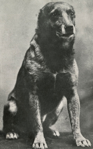 Famous Dogs in History: Beautiful Joe: Inspires Kindness Towards Animals