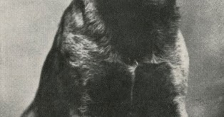 Famous Dogs in History: Beautiful Joe: Inspires Kindness Towards Animals