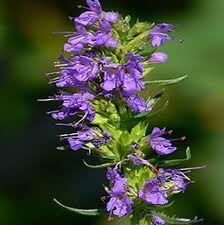 La Sabiduria Te Cura: Medicina Natural de la Biblia - Hisopo