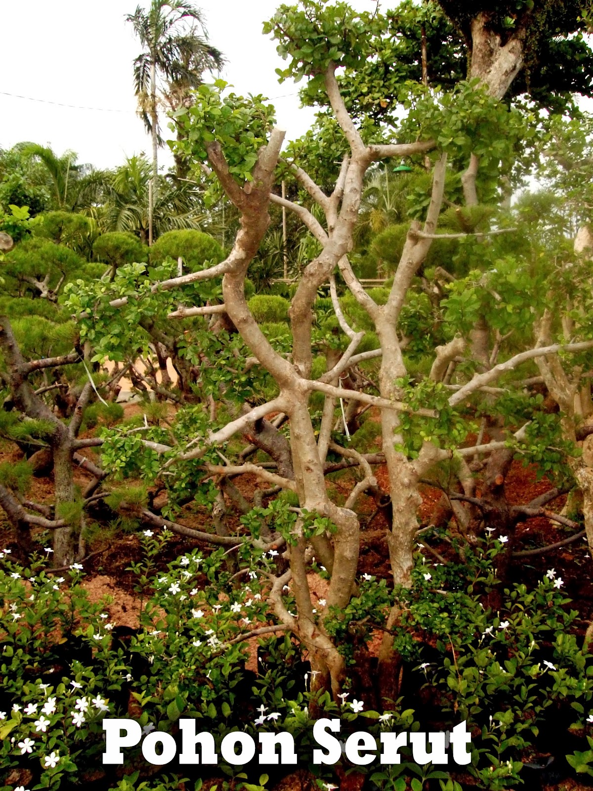 POHON SERUT BESAR - kebon kembang bogor