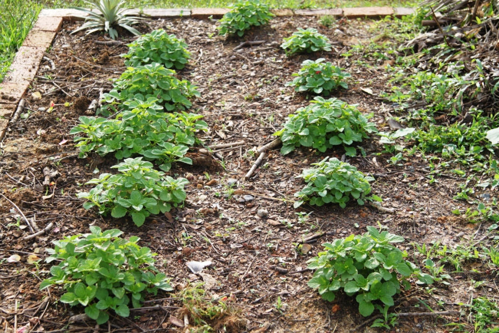 My little vegetable garden: Square Vegetable Bed with ubi kemili