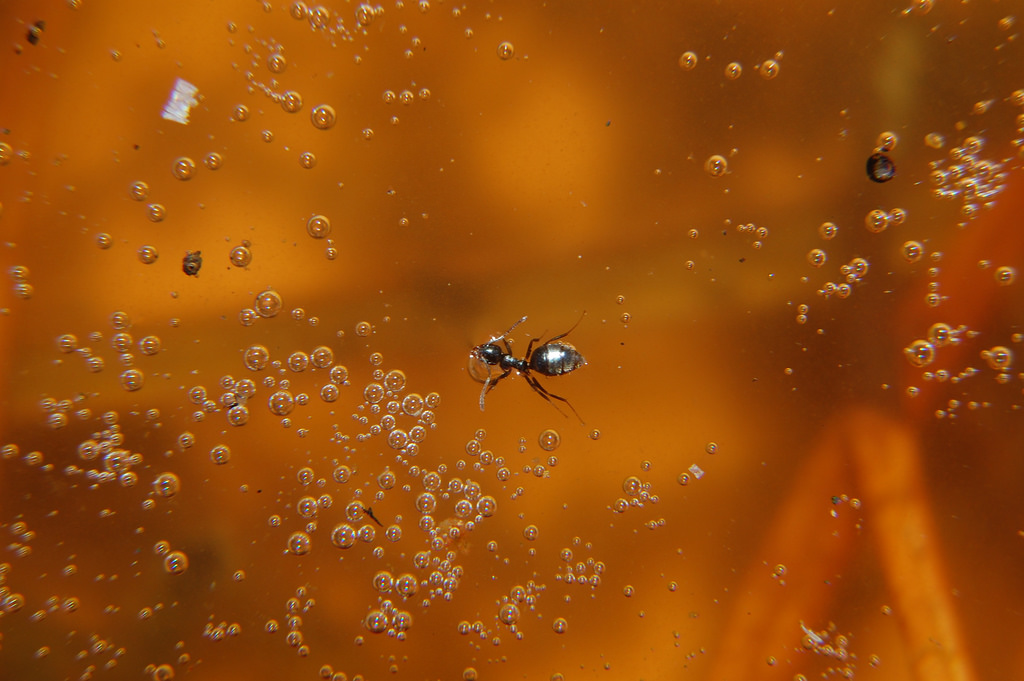 You could stomp on an anthill or save a drowning ant ~ Malinda Words