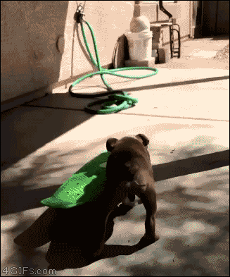 Funny Dog Fails Gifs