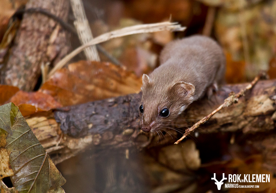 Mala podlasica (Mustela nivalis)