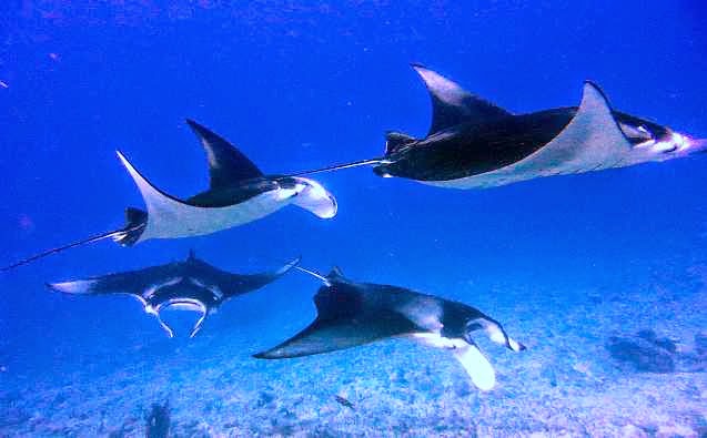 HannekeNils: Duiken tussen wel 18 manta roggen!