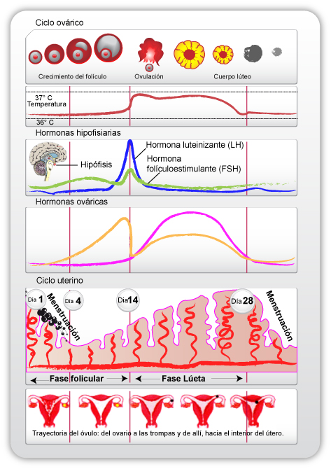 Endocrinología Ginecológica: Ciclo Menstrual