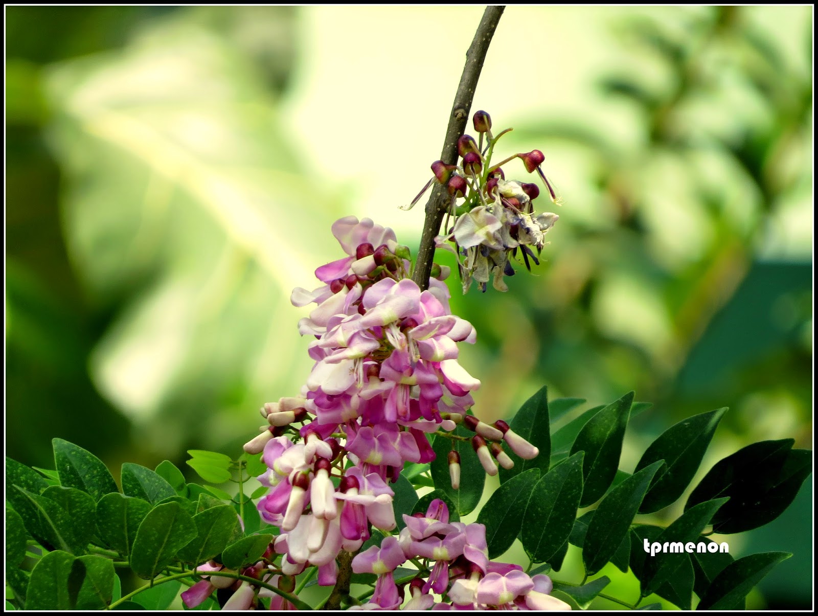 Raghu's jottings....: Gliricidia flowers...