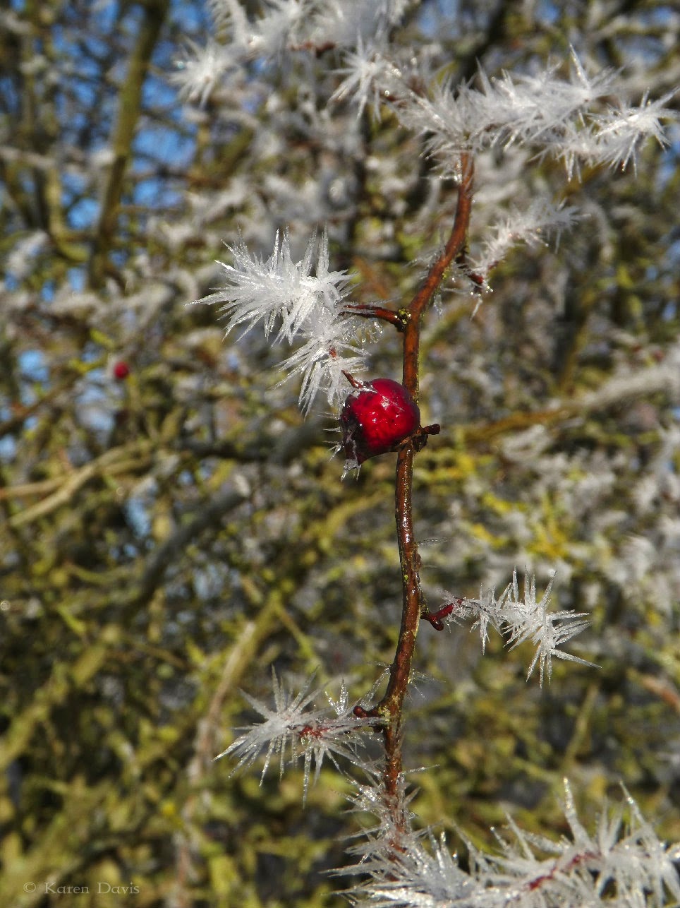 Moonlight and Hares: Ring out wild bells to the wild sky