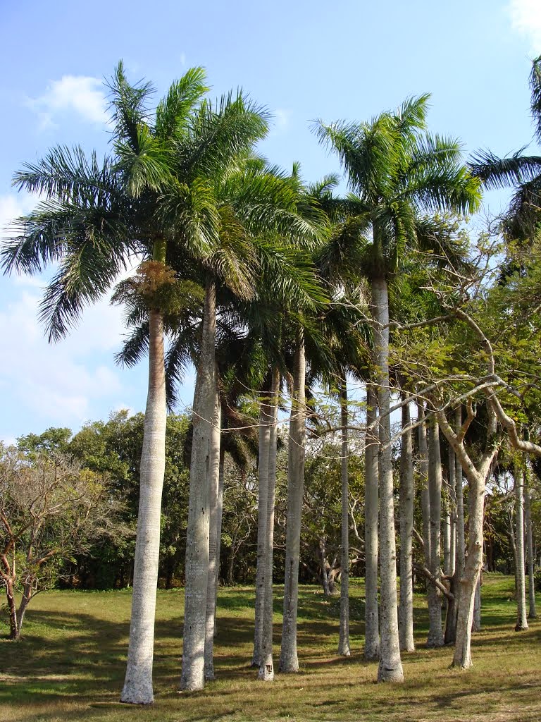 ARQUITECTURA CUBA: El Parque Lenin: cuatro décadas después. Otras ...