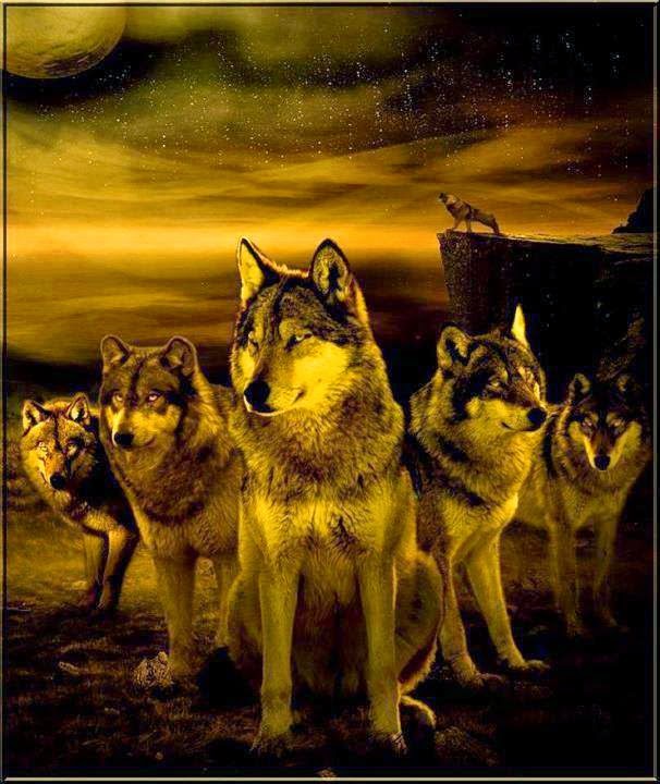 The Mind of Aquarius: THE WOLF